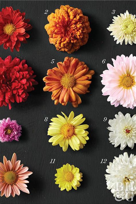 Mums Flowers Are Dying At Gabriel Chubb Blog
