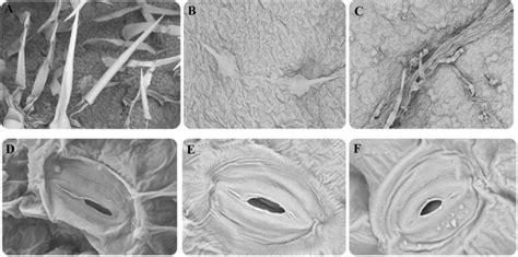 The Sem Image Of Leaf Trichome Magnification 500x Of C Sativus A