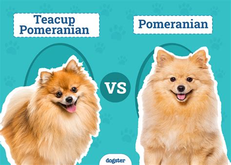 Full Grown Pomeranian Size Chart