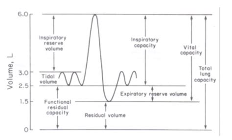 Lung Volumes And Capacities Draw A Spirogram Flashcards Quizlet