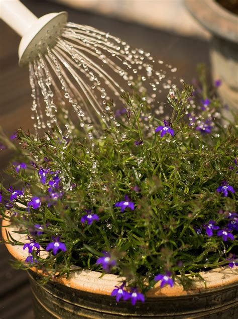 Plantas Carnivoras Todo Sobre Las Plantas Carnívoras