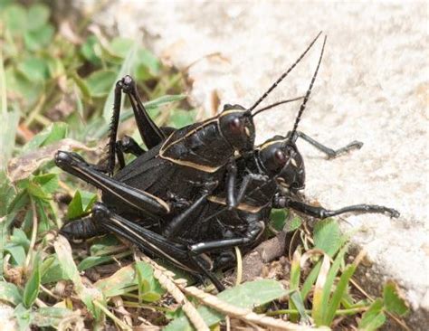 Romalea Microptera Galerie