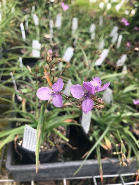 Murdannia Graminea Grass Burringbar Rainforest Nursery Facebook
