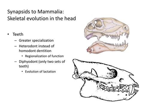 Ppt Evolution Of Mammals And Non Mammalian Synapsids Powerpoint