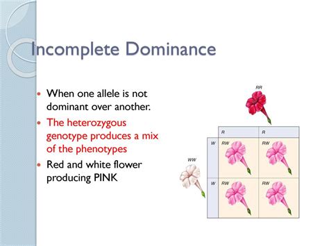 Dihybrid Cross And Beyond Dominant And Recessive Genetics Ppt Download