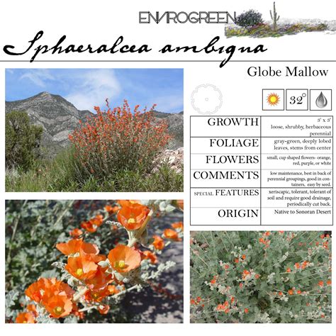 Sphaeralcea Ambigua Envirogreen Az