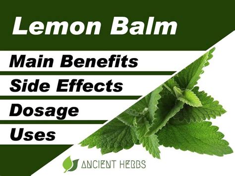 Lemon Balm Benefits Uses Dosage And Side Effects