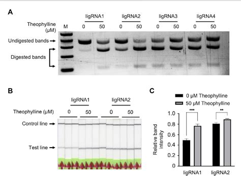 Figure 2 From Bio Scan V2 A Crisprdcas9 Based Lateral Flow Assay For Rapid Detection Of