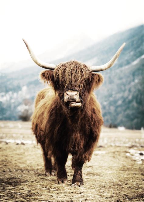 Highland Cattle On Field Poster Highland Cow Desenioie