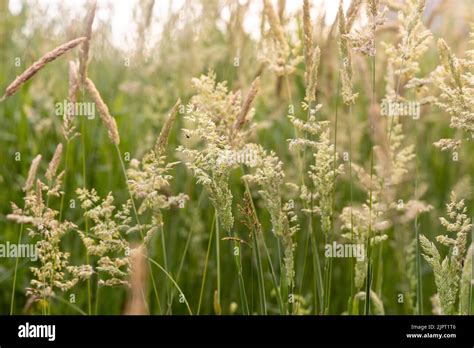 Beautiful Soft Focused Grasses And Seidges On Beautiful Sunny Day