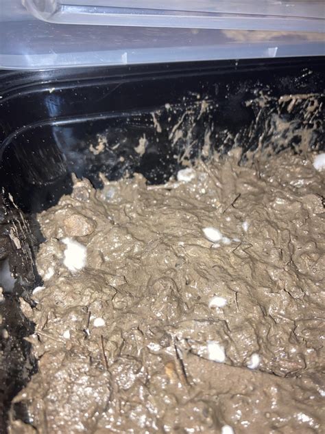 Contam I Did The Uncle Bens Tek And I Had Some Contam So I Cut Out The Mycelium And Put It