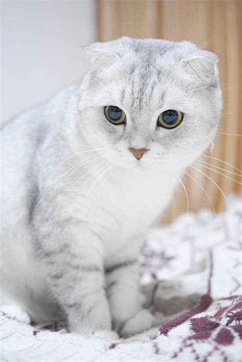 3 000 Free Scottish Fold And Cat Images Pixabay