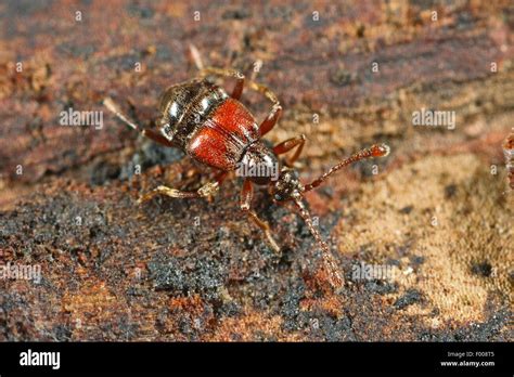 Short Winged Mold Beetle Tyrus Mucronatus On Deadwood Germany Stock