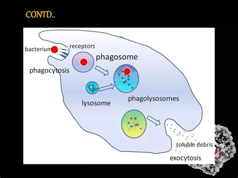 White Blood Cells Morphology Functions And Variations Pptx