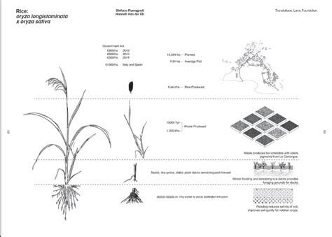 Plant Life Cycle Diagrams