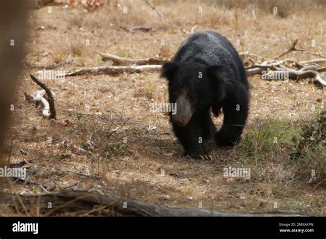 Sri Lankan Sloth Bear In Thw Wild Visit Sri Lanka Stock Photo Alamy