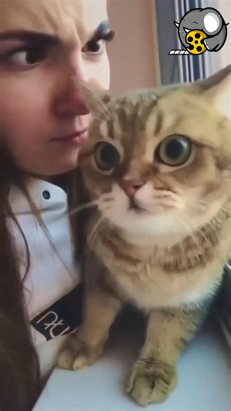 کلیپ بچه گربه ی بامزه و جذابتو دل بروحیواناتاستوری فیلو
