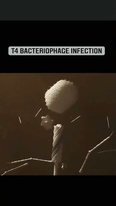 T4 Bacteriophage Infection And Replication 🧬🦠bacteriology Youtube