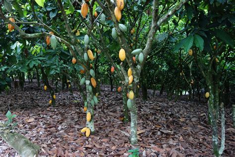 Making Cocoa Farming In Ghana Sustainable Engagement And Impact