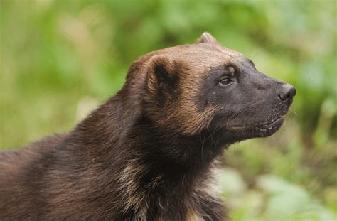 Wolverine Facts Diet And Habitat Information
