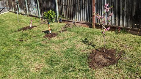 Spacing Issue In Future Rfruittree