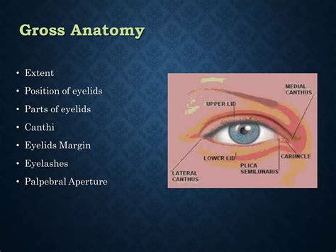 Eyelid Anatomy And Physiology Pptx
