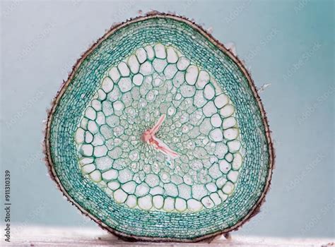Cross Section Dicot Monocot And Root Of Plant Stem Under The Microscope For Classroom Education