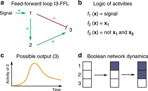 boolean modeling of the incoherent feed forward loop of type 3