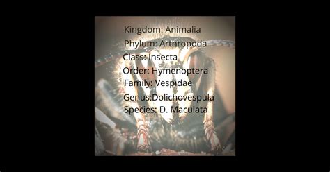 Bald Faced Hornet Scientific Classification Wasp Tapestry Teepublic