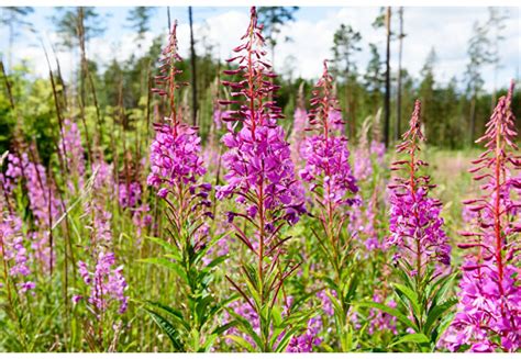 ИВАН-ЧАЙ (КИПРЕЙ, КОПОРСКИЙ ЧАЙ)