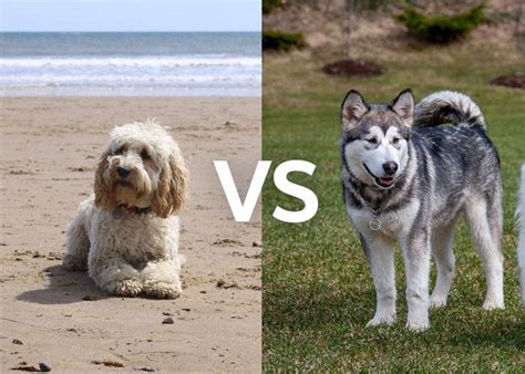 Cockapoo Vs Malamute Cockapoo Hq