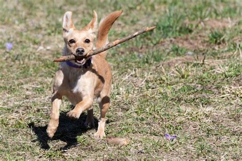Rat Cha Rat Terrier And Chihuahua Mix Info Pictures Care And More