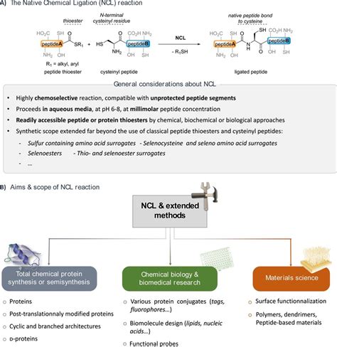 General Considerations About The Native Chemical Ligation Ncl