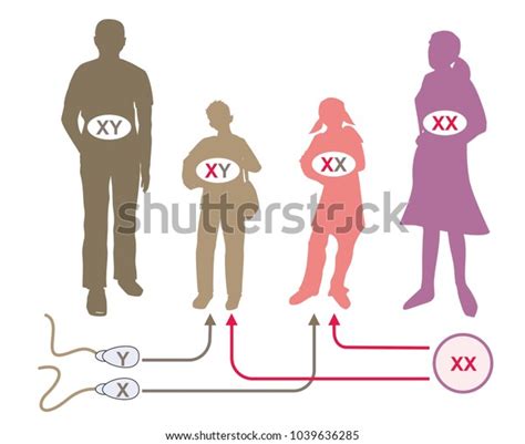 imágenes de Sex determination system Imágenes fotos y vectores de stock Shutterstock