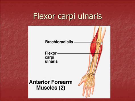 Ppt Anatomy Of The Muscular System Powerpoint Presentation Free