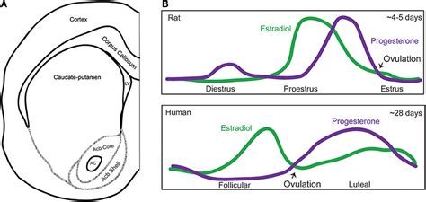 Frontiers Biological Sex Estradiol And Striatal Medium Spiny Neuron