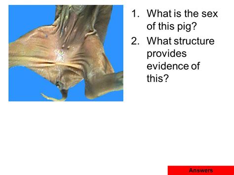 Pick Up An Answer Sheet For Todays Practice Practical Write Your Name In The Space Provided