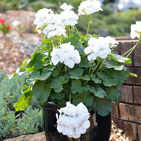 Geranium Big White Garden Express