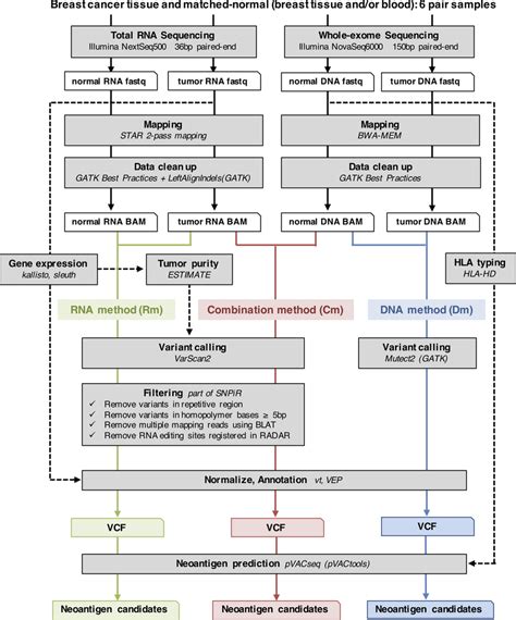 Workflow Of Neoantigen Prediction In This Study WES And RNAseq Data Download Scientific
