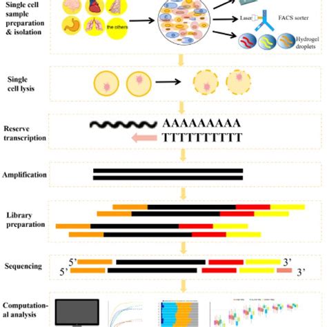 Overview Of Scrna‐seq This Process Includes Single Cell Isolation