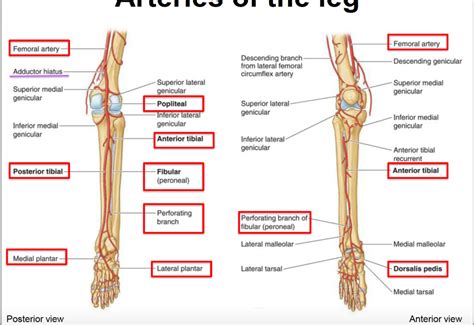 Arteries Of The Leg Diagram Quizlet
