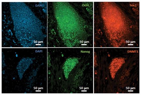 Supramolecular Nanosubstrate Mediated Delivery For Reprogramming And Transdifferentiation Of