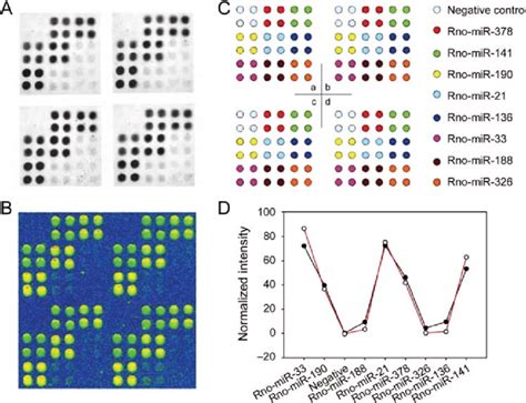 image of the model mirna microarray detected by enzyme linked and