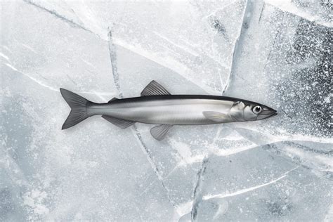 Capelin Icemar