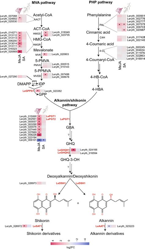 The Current Understanding Of The Alkannin Shikonin A S Biosynthetic