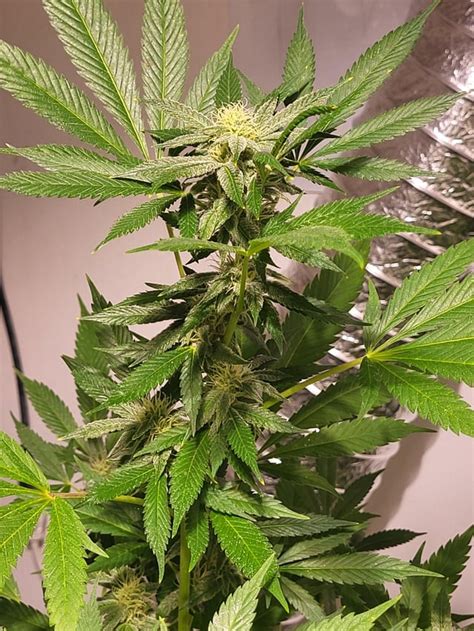 My Gentics List For This Harvest Rcannabisbreeding