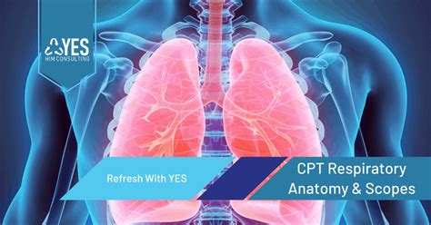Master Respiratory Anatomy And Bronchoscopy Cpt Codes Earn 1 Ceu