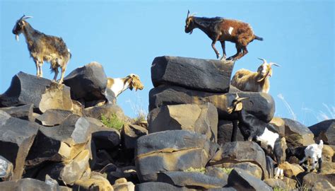 Die Bok Vir N Droër Toekoms Landbou