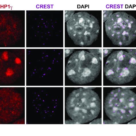 A Model Of Tet1 Mediated Chromocenter Clustering In Dna Hypomethylated