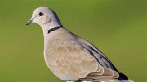 The Dove Symbolism Species And Behavior